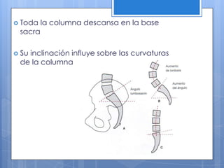 Anatomía funcional de la columna lumbosacra clase 2 | PPTX
