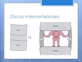 Anatomía funcional de la columna lumbosacra clase 2 | PPTX