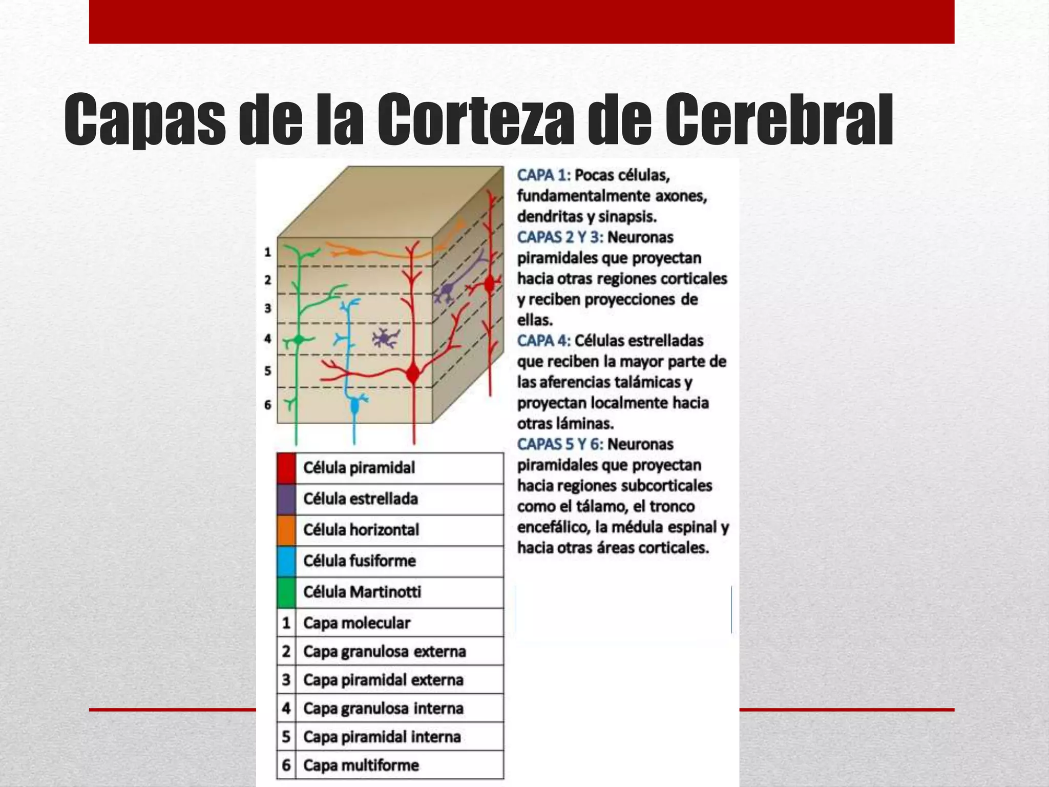 Anatomía funcional de la corteza cerebral | PPTX