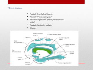 Anatomía funcional de la corteza cerebral | PPTX