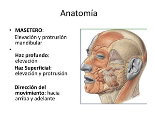 Anatomía funcional de la masticacióny fisiología funcional | PPTX