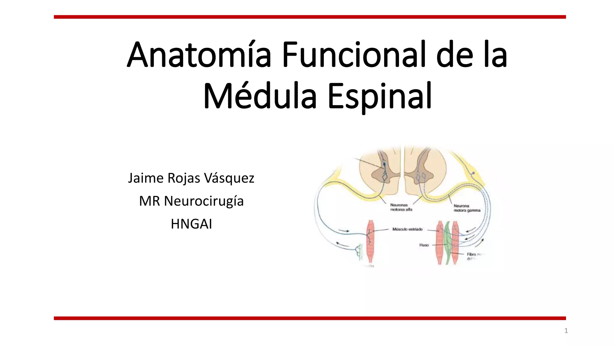 Anatomía funcional de la médula espinal | PPTX
