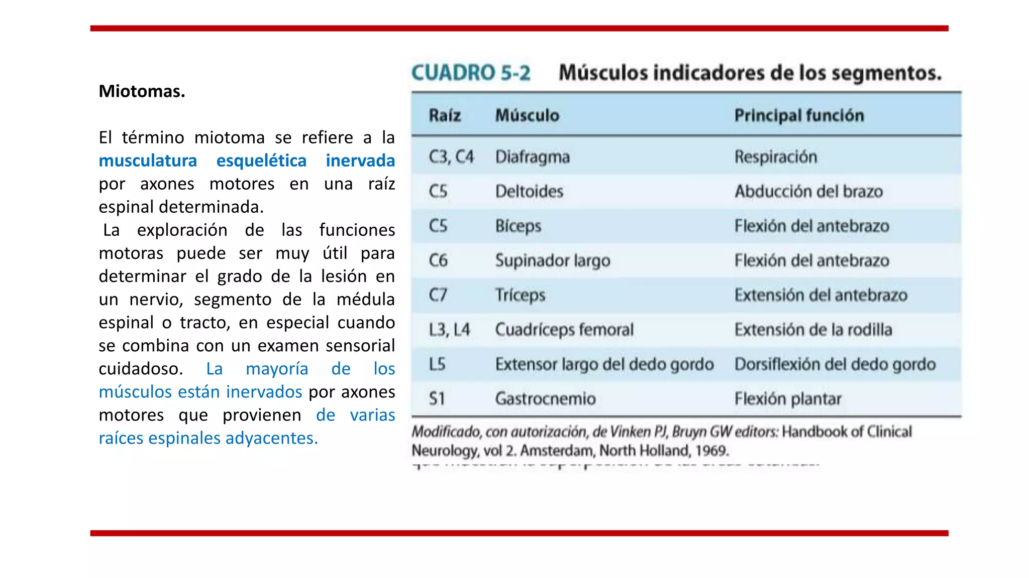 Anatomía funcional de la médula espinal | PPTX