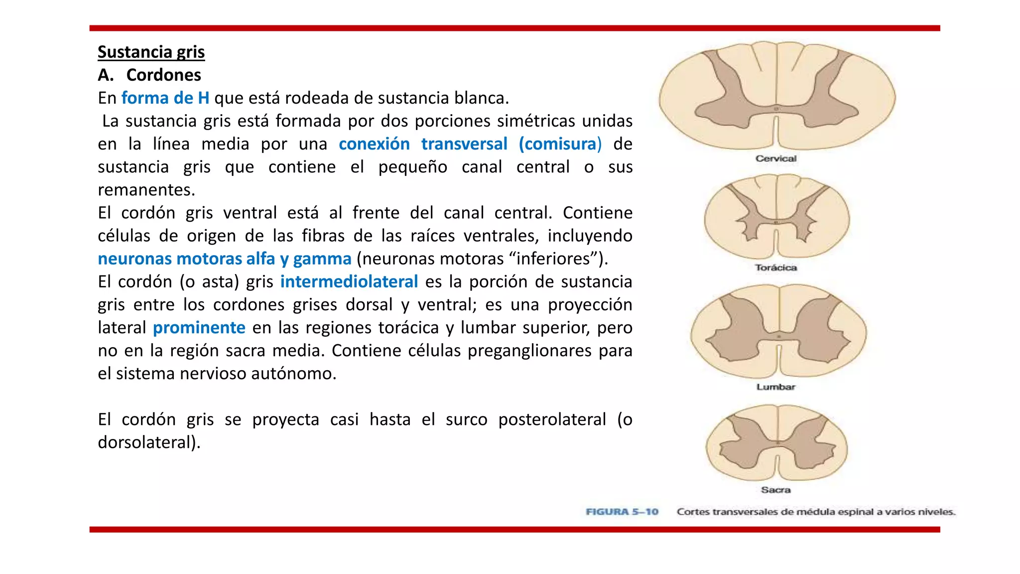 Anatomía funcional de la médula espinal | PPTX