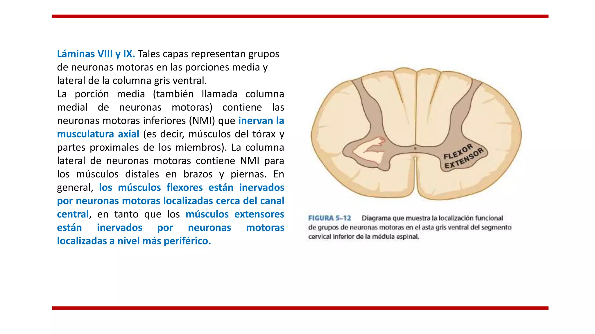 Anatomía funcional de la médula espinal | PPTX
