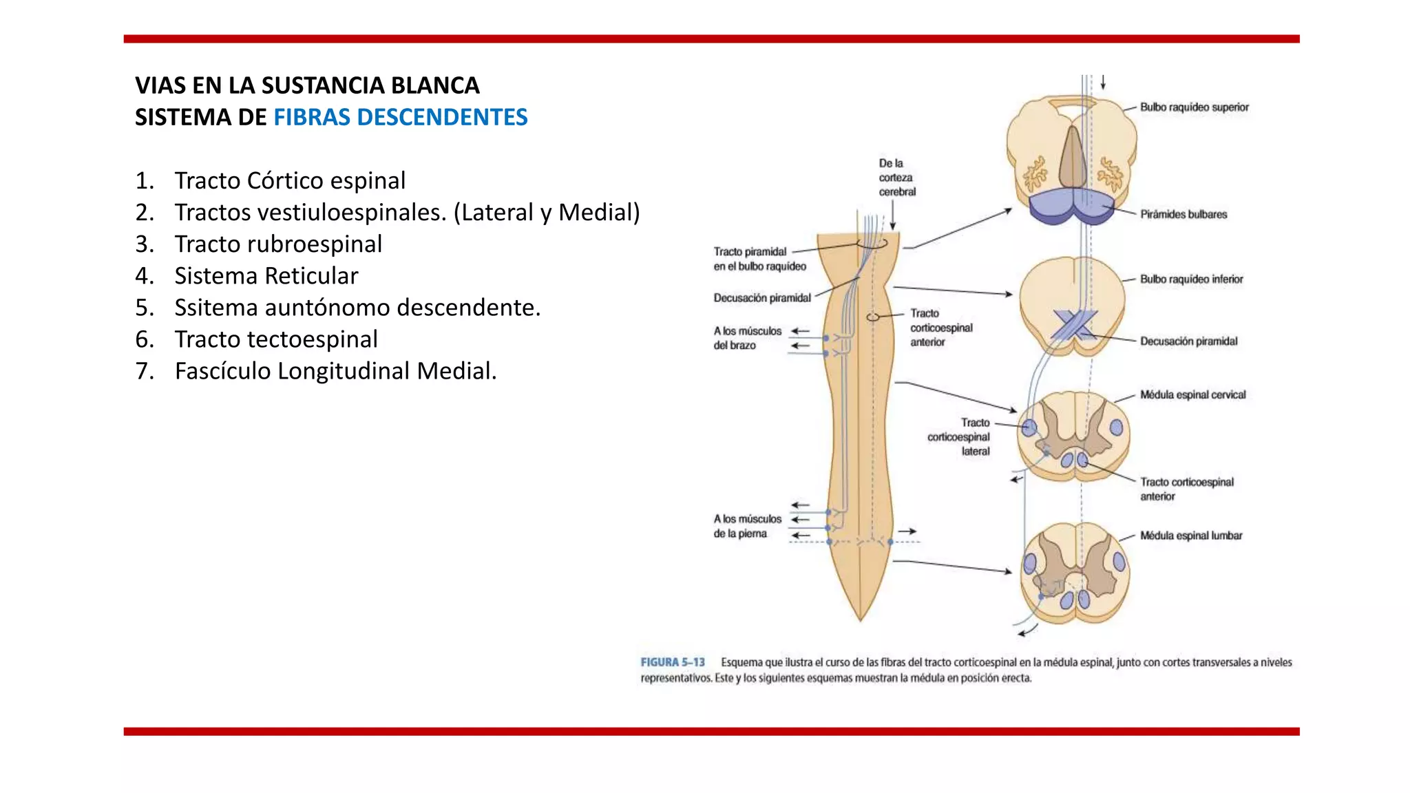 Anatomía funcional de la médula espinal | PPTX