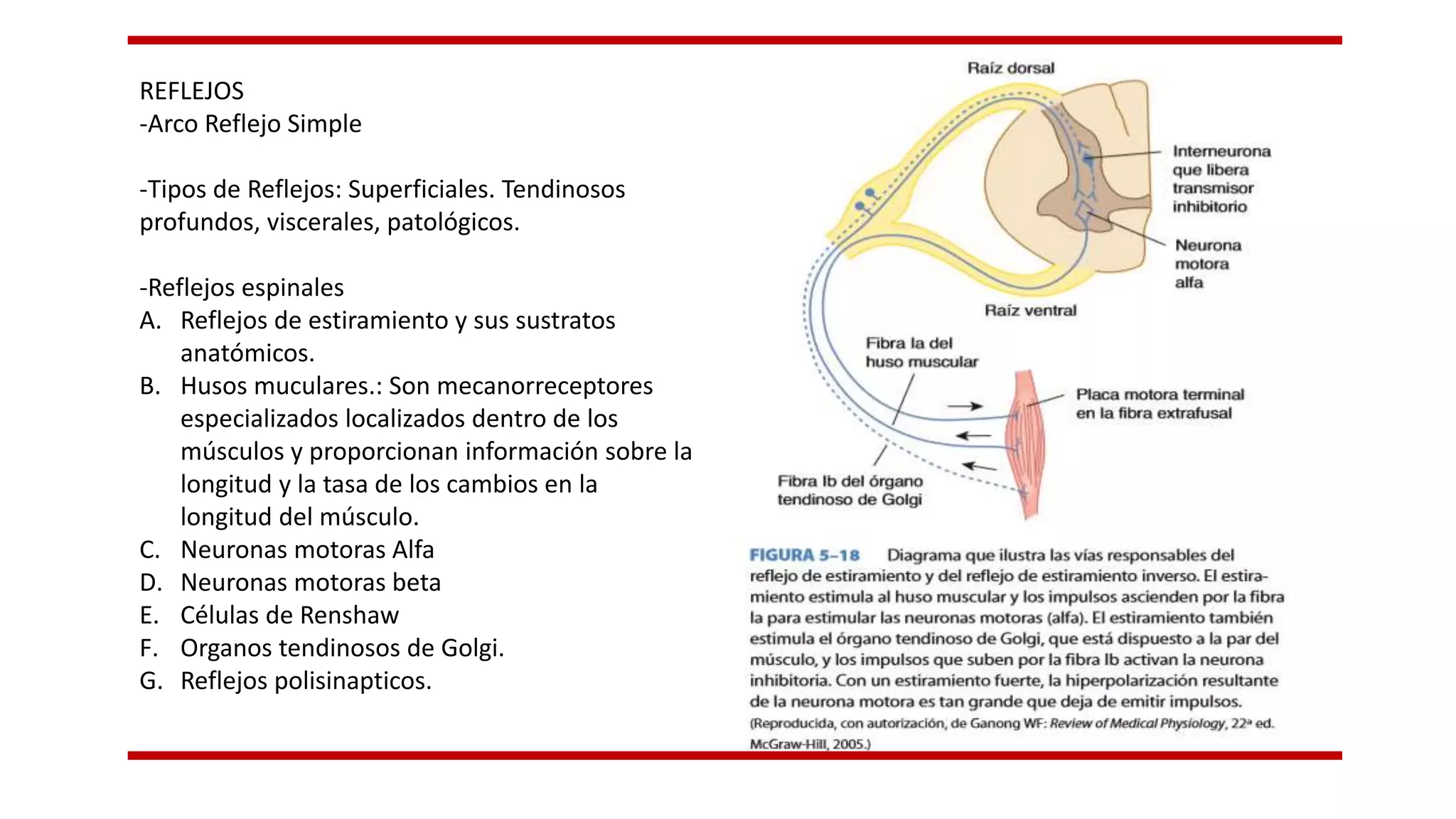 Anatomía funcional de la médula espinal | PPTX