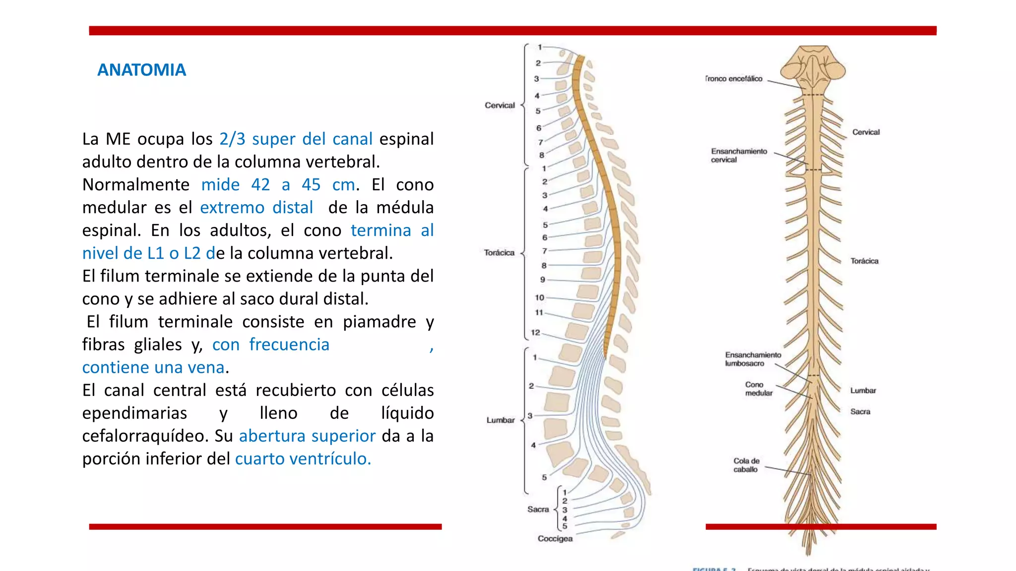 Anatomía funcional de la médula espinal | PPTX