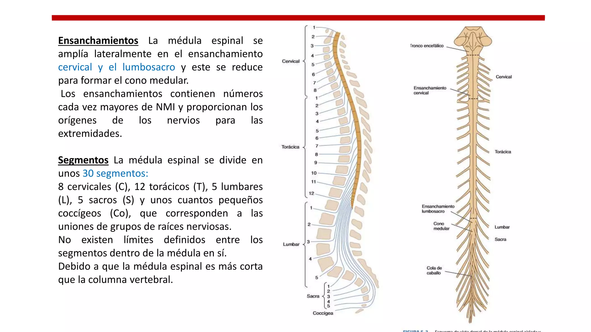 Anatomía funcional de la médula espinal | PPTX