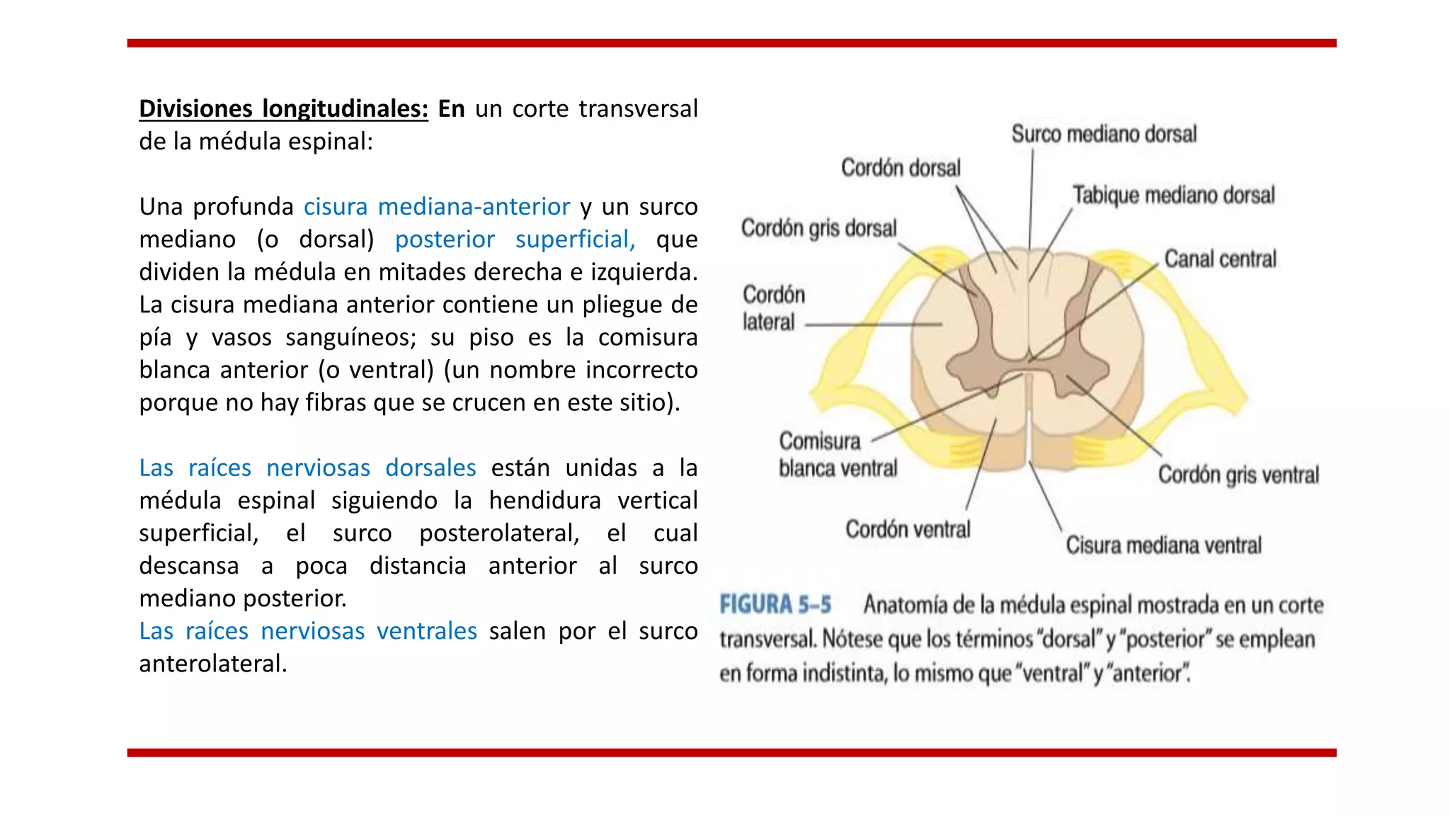 Anatomía funcional de la médula espinal | PPTX