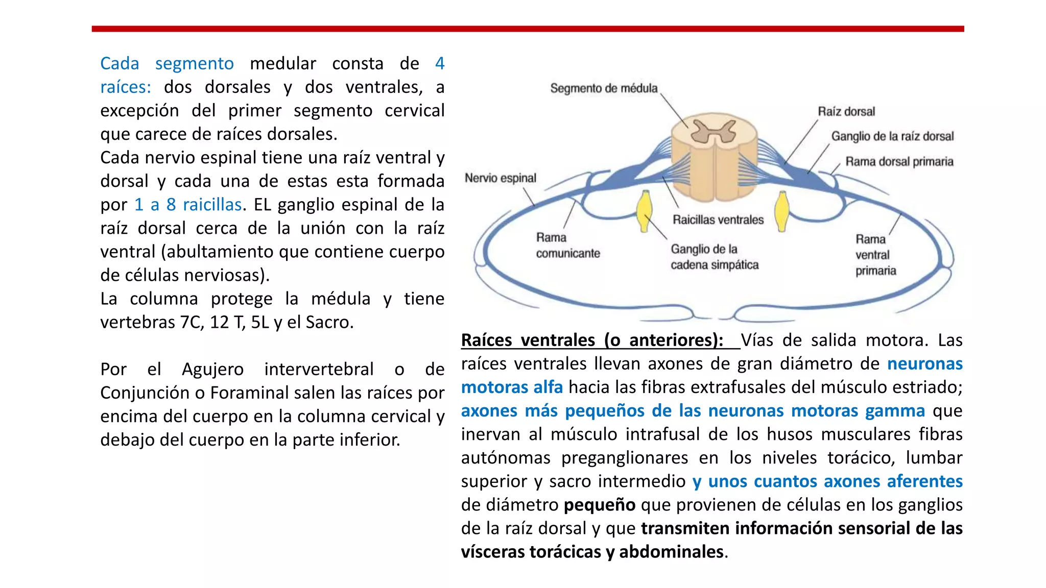 Anatomía funcional de la médula espinal | PPTX