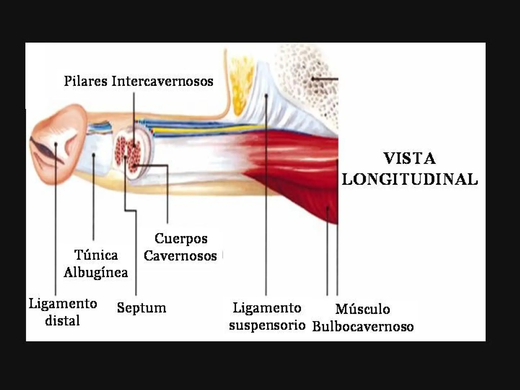 Anatomía Funcional del Pene exposición pregrado | PPT