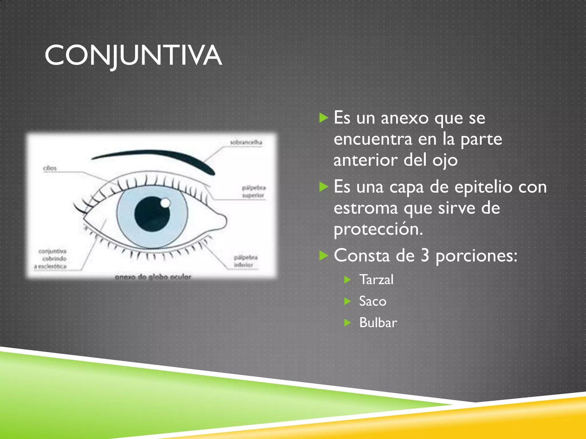 Anatomía general ojo | PPT