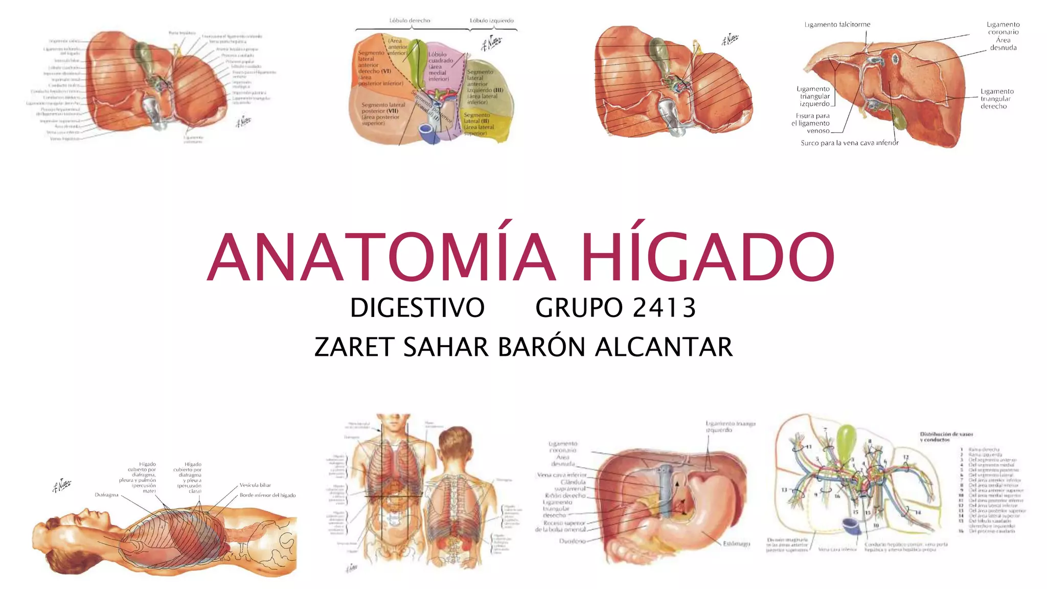 Anatomía de Hígado | PPTX