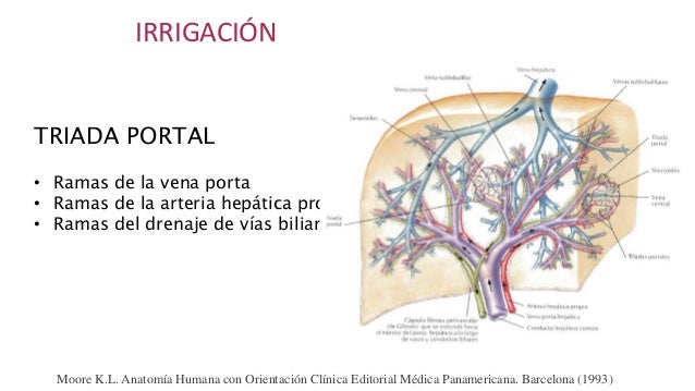 Anatomía de Hígado