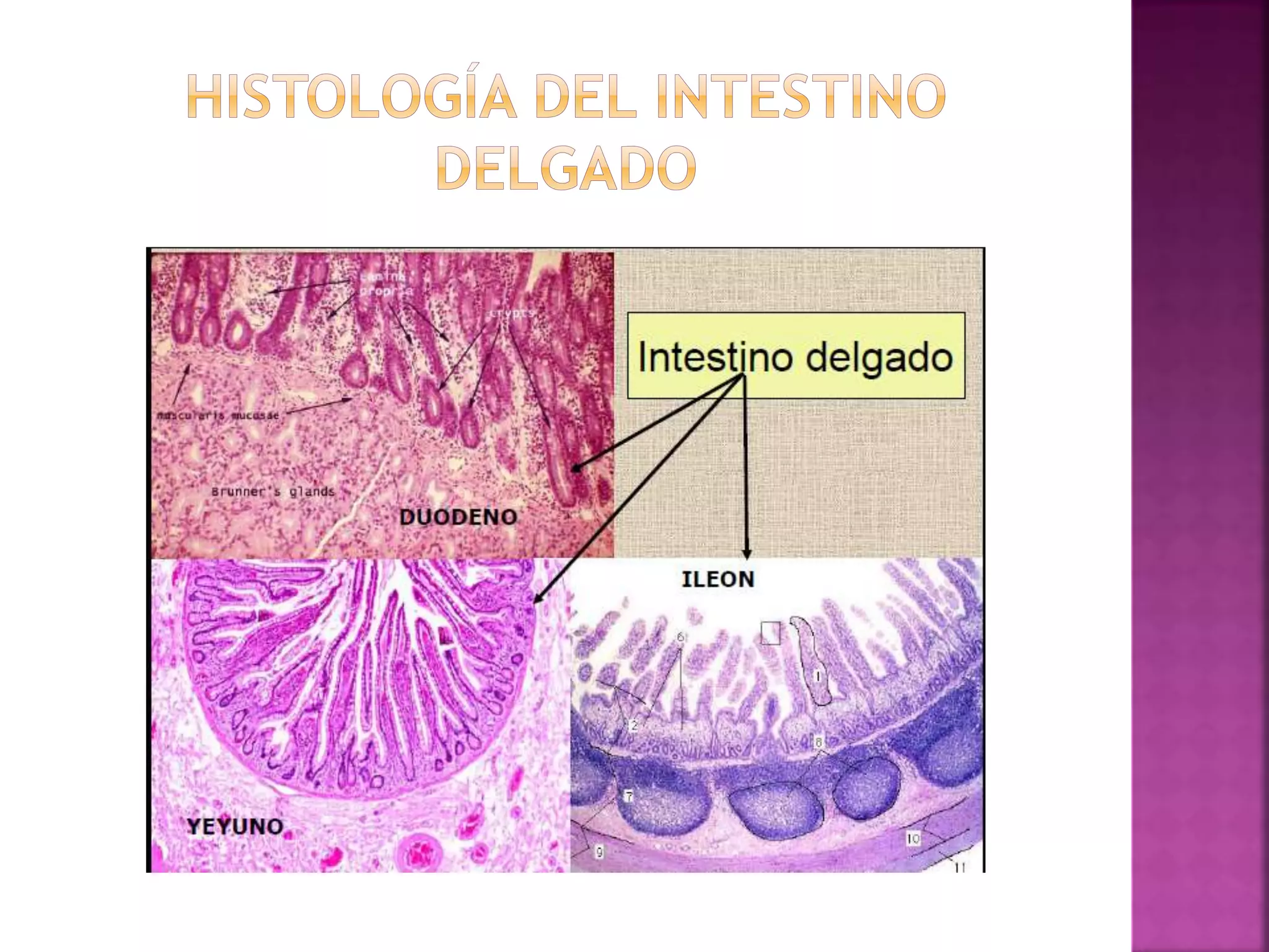 Anatomía, histología y fisiología del intestino delgado | PPTX