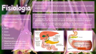 Anatomía, histologia y fisiología de pancreas | PPTX