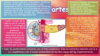 Anatomía, histologia y fisiología de pancreas | PPTX
