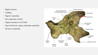ANATOMÍA DEHUESO TEMPORAL OTORRINOLARINGOLOGIA.pptx