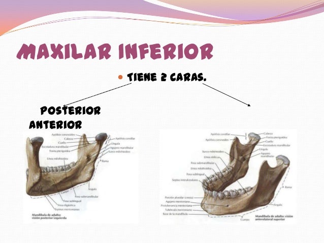 Anatomía del Maxilar Inferior Ávila Islas Claudia Marlene