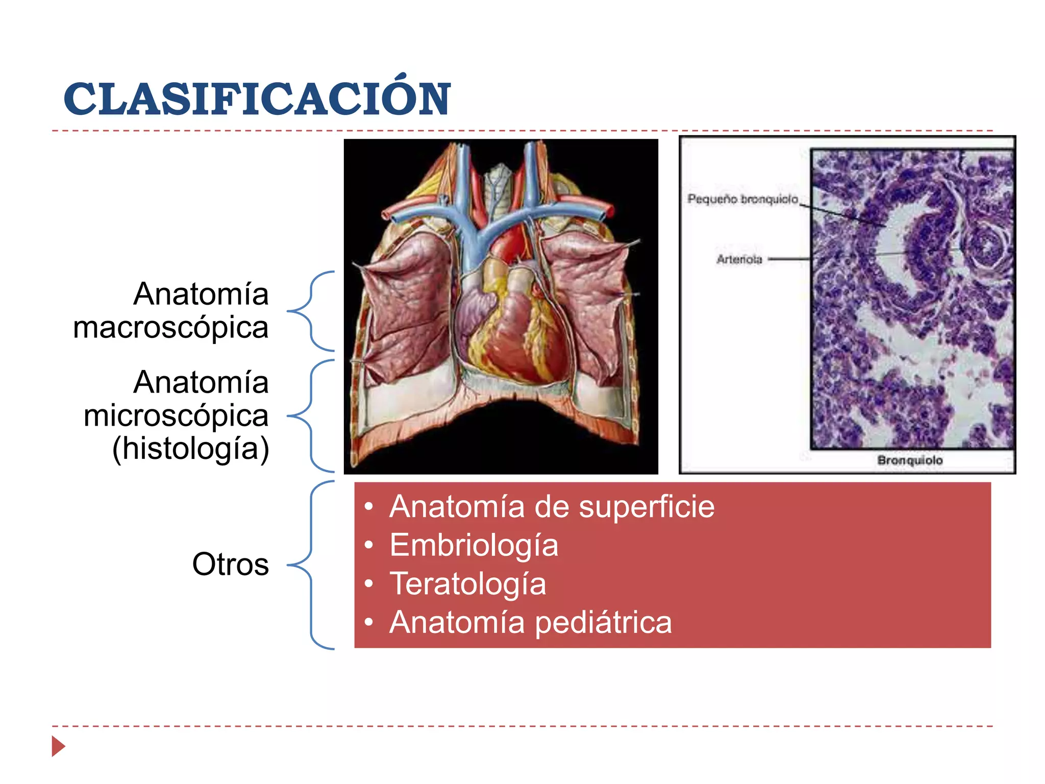 Anatomía humana | PPTX