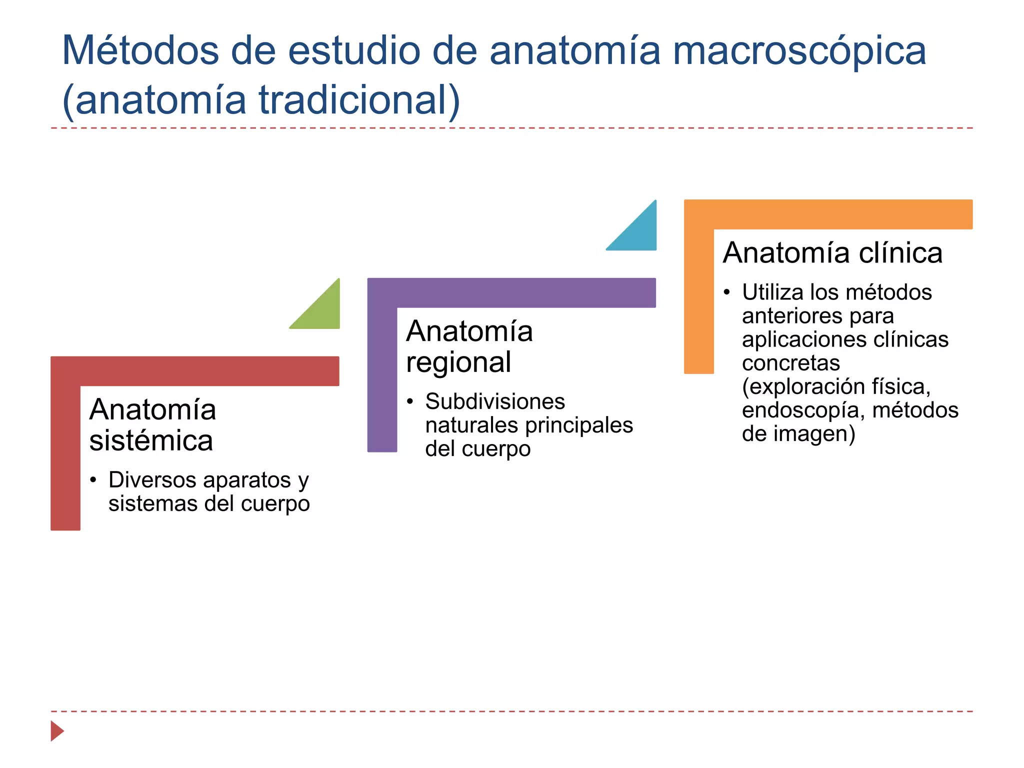Anatomía humana | PPTX