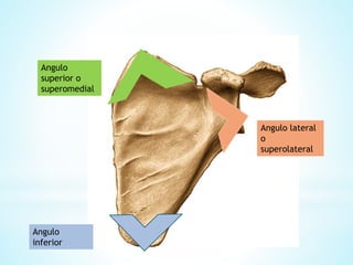 Anatomía humana | PPTX