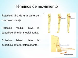 Anatomía humana | PPTX