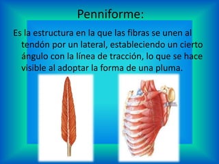 Anatomía humana -musculos estriado, liso, cardiacos, tipos de musculos ...