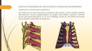 Anatomía humana I tórax | PPTX
