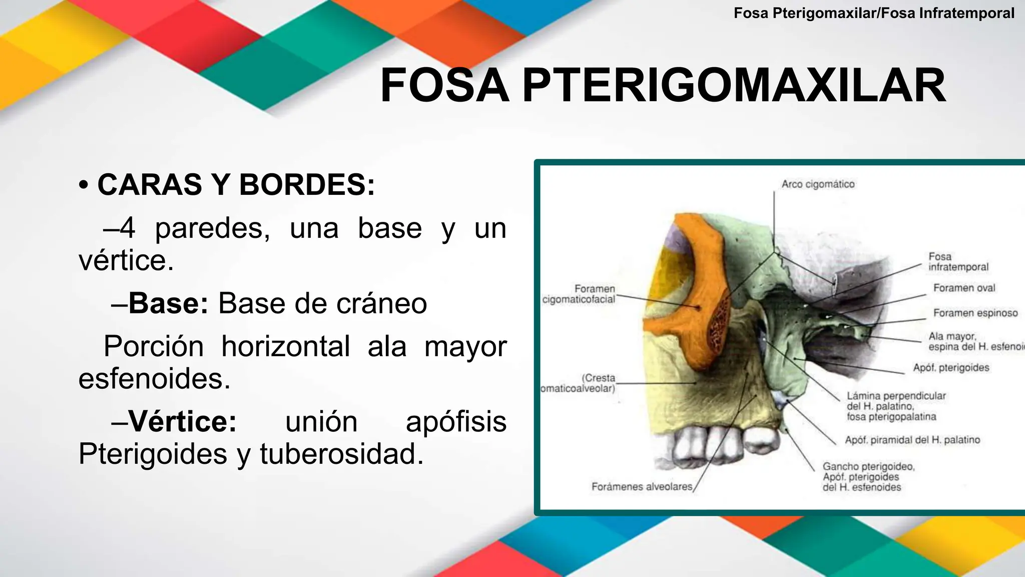 Anatomía. FOSA PTERIGOMAXILAR-FOSA INFRATEMPORAL.pptx