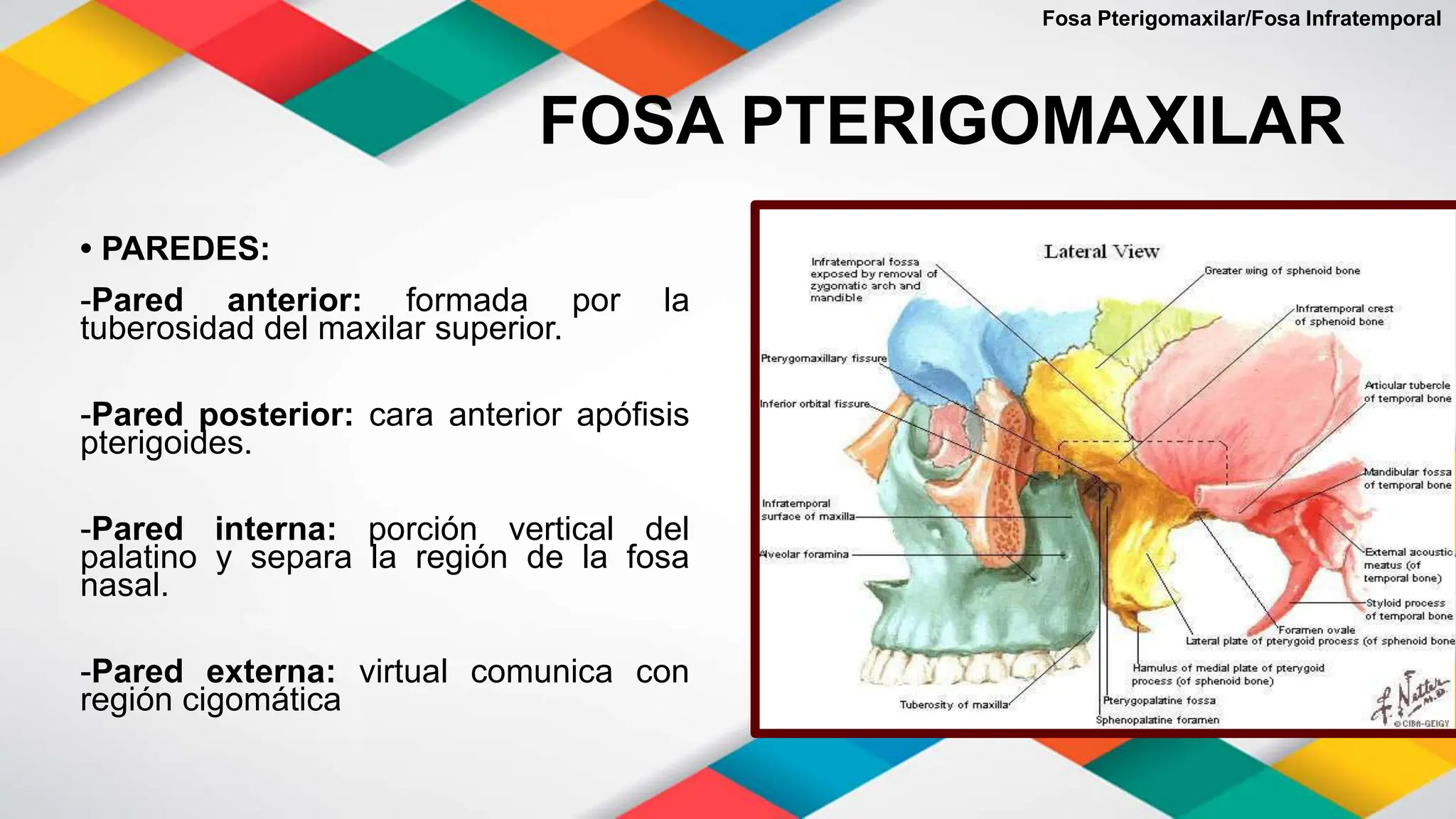 Anatomía. FOSA PTERIGOMAXILAR-FOSA INFRATEMPORAL.pptx