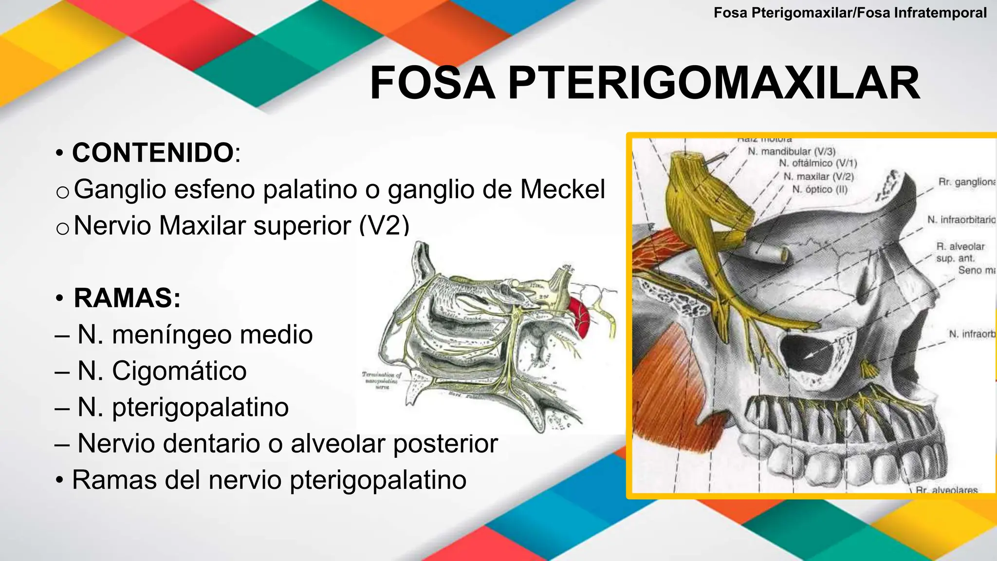 Anatomía. FOSA PTERIGOMAXILAR-FOSA INFRATEMPORAL.pptx
