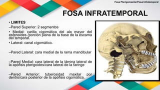 Anatomía. FOSA PTERIGOMAXILAR-FOSA INFRATEMPORAL.pptx