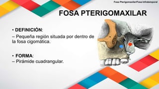 Anatomía. FOSA PTERIGOMAXILAR-FOSA INFRATEMPORAL.pptx