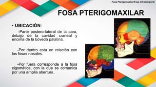Anatomía. FOSA PTERIGOMAXILAR-FOSA INFRATEMPORAL.pptx