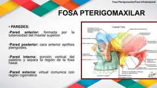 Anatomía. FOSA PTERIGOMAXILAR-FOSA INFRATEMPORAL.pptx