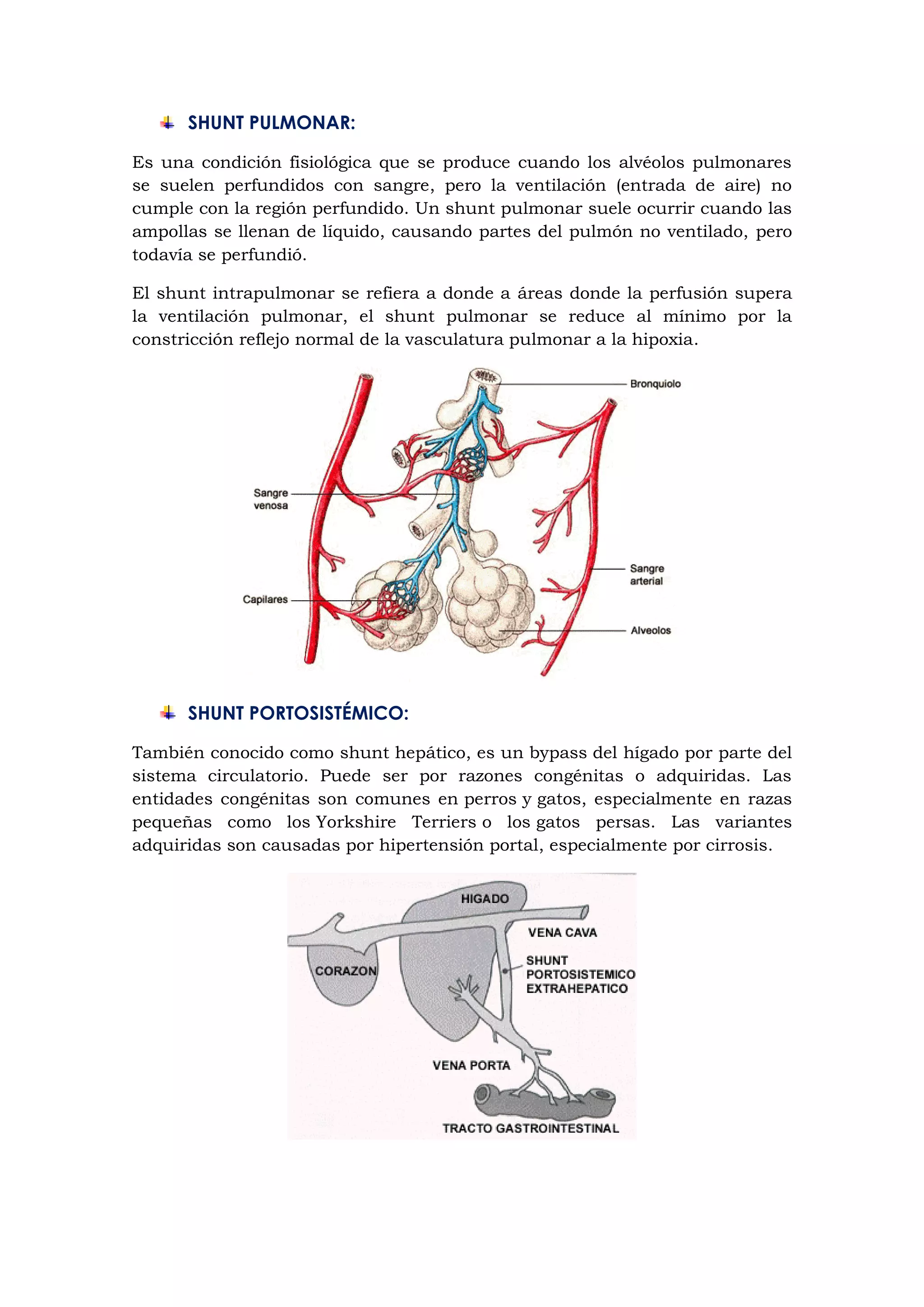Anatomía II SHUNT ii shunt o anastomosis | PDF