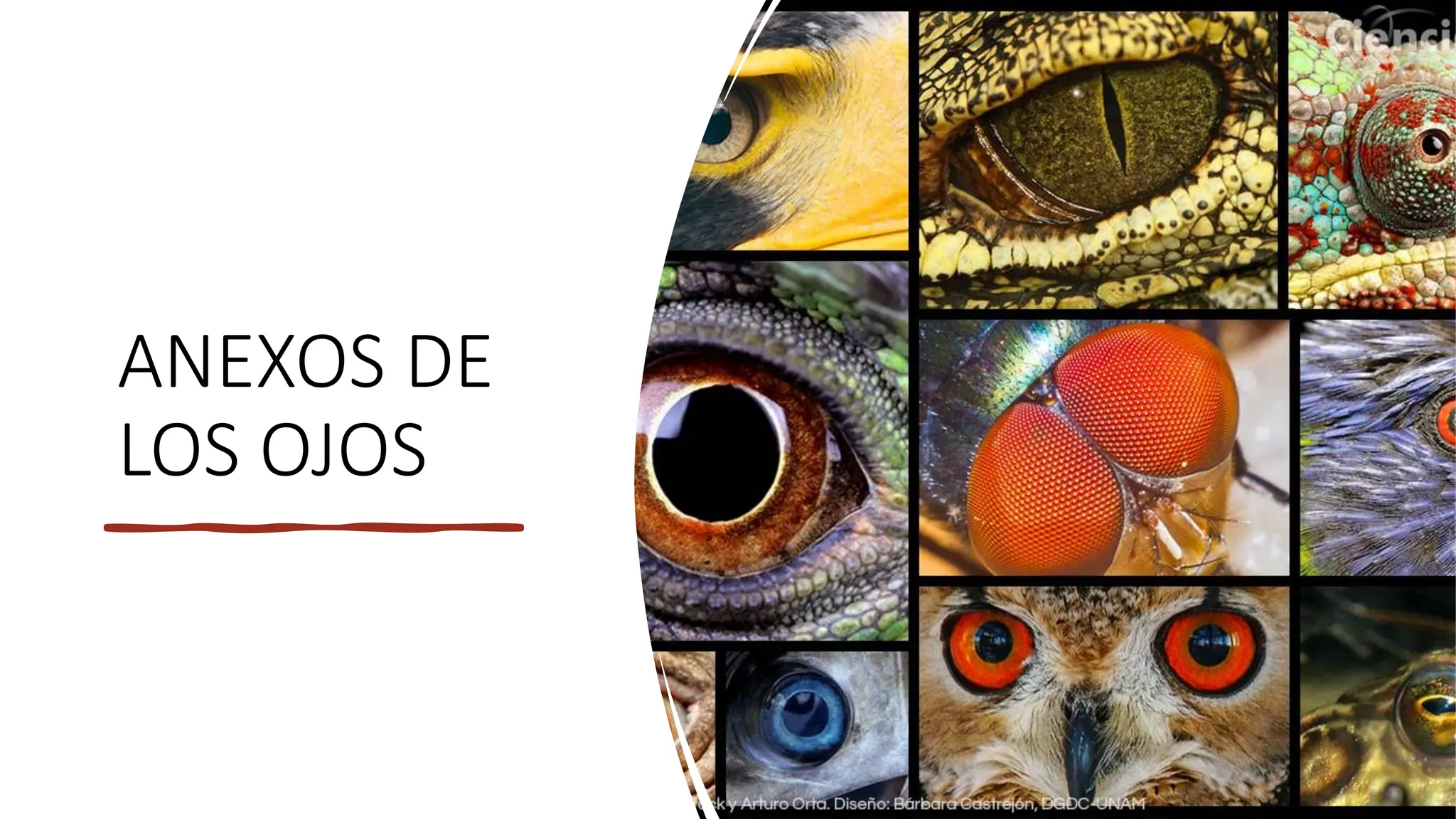 ANATOMÍA animal y introducción II_Globo ocular.pdf