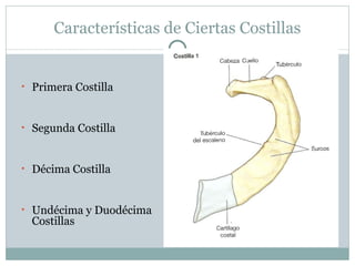 Anatomía integral de tórax | PPT