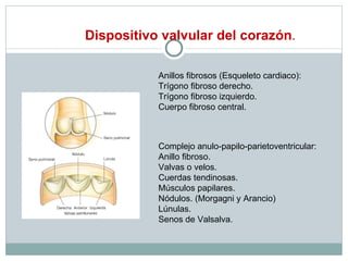 Anatomía integral de tórax | PPT
