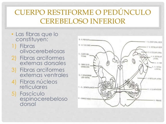 Anatomía interna del tallo cerebral