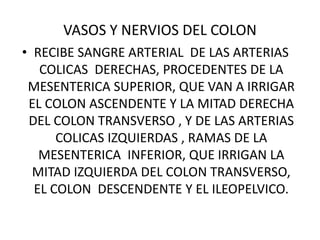 Anatomía Intestino Grueso Parte 2 | PPTX