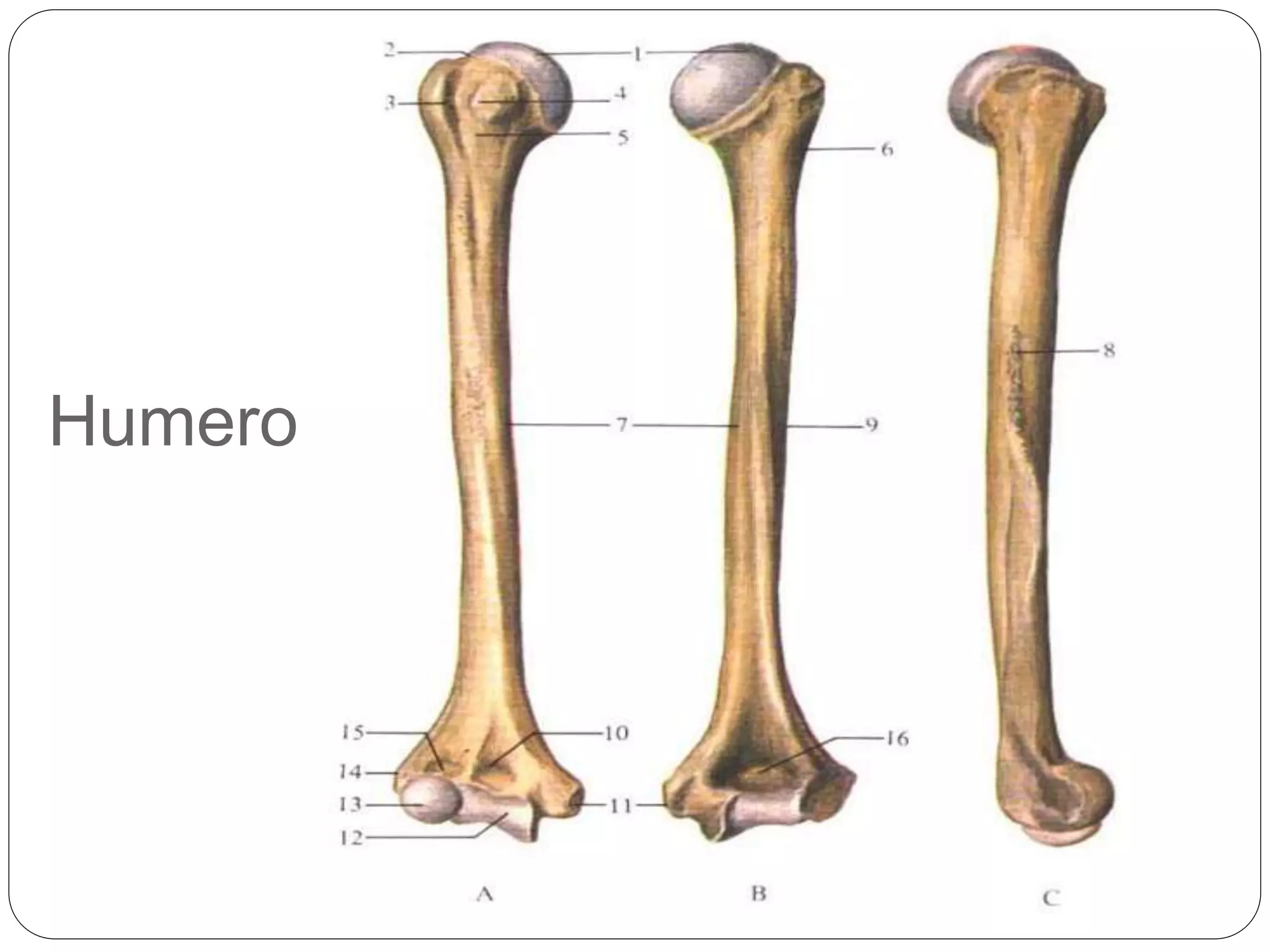 Anatomía Miembro superior | PPT