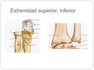 Anatomía Miembro superior | PPTX