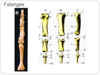 Anatomía Miembro superior | PPTX