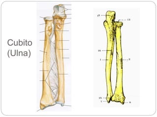 Anatomía Miembro superior | PPTX