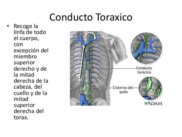 Anatomía de simpático toraxico