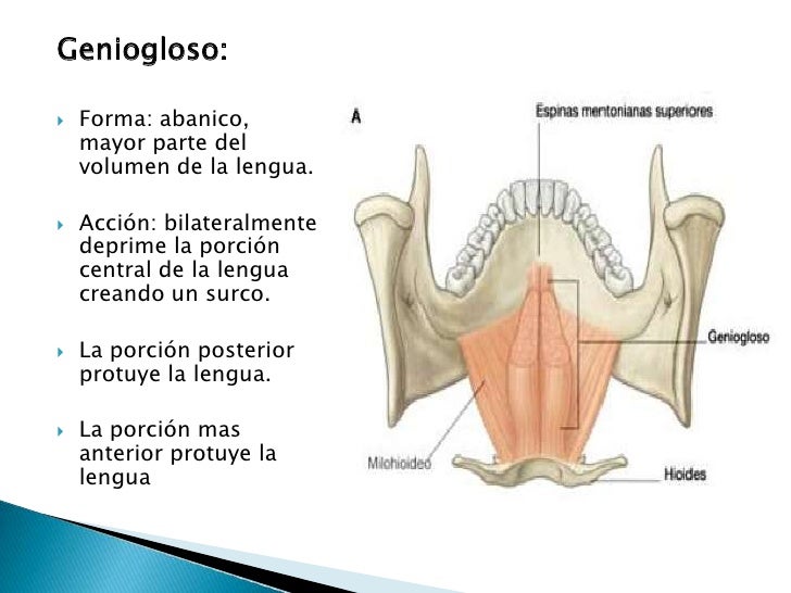 Anatomía (lengua)