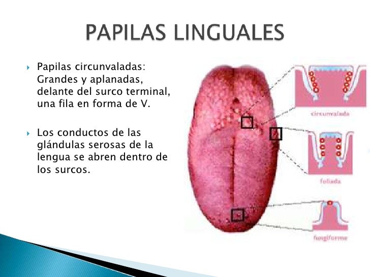 Anatomía (lengua)